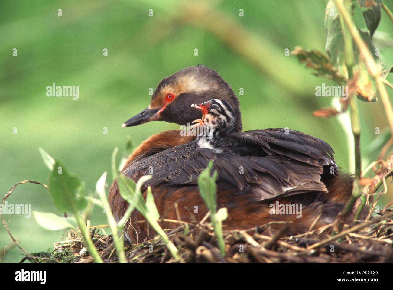 Horned Grebe with baby Stock Photo - Alamy