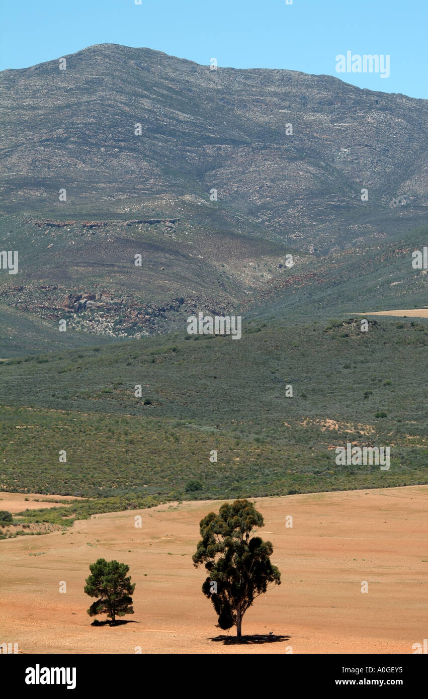 Gum trees wheatlands at Uniondale in Karoo region South Africa RSA ...