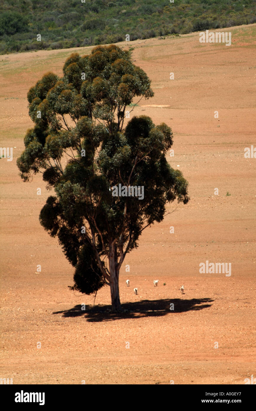 Gum tree wheatlands at Uniondale in Karoo region South Africa RSA Stock ...