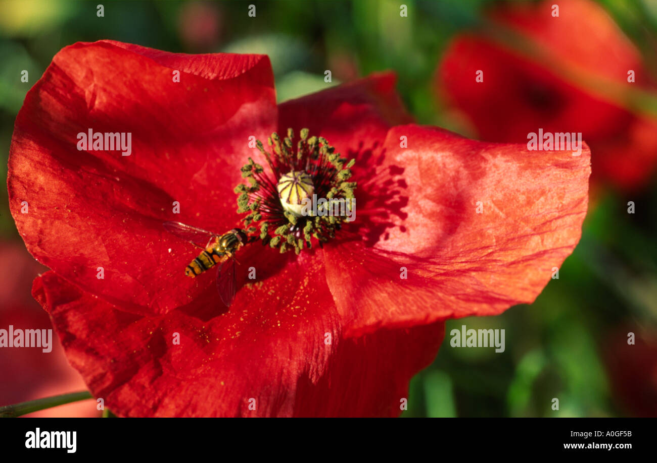 red poppy and bug Stock Photo - Alamy