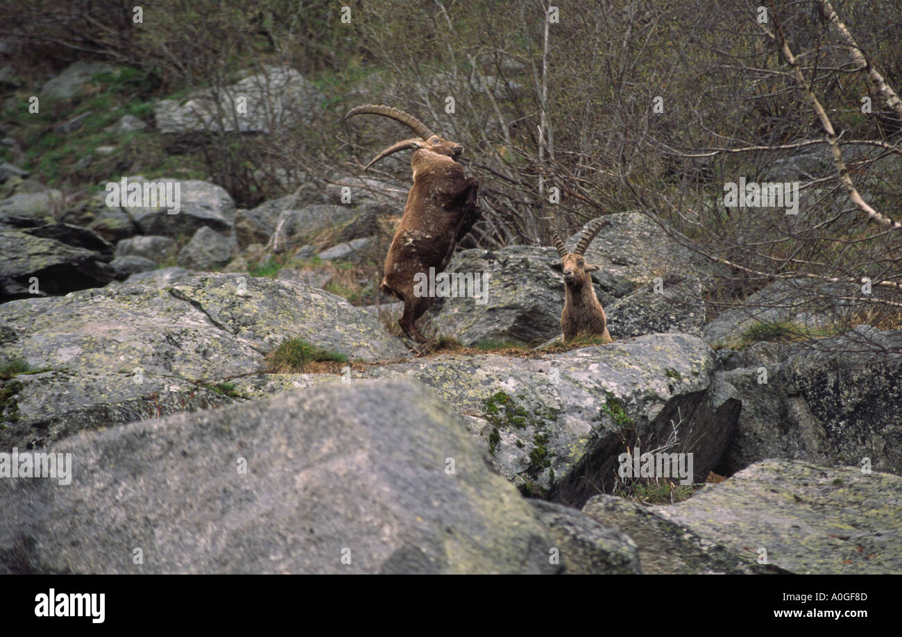 Male ibex battle hi-res stock photography and images - Alamy