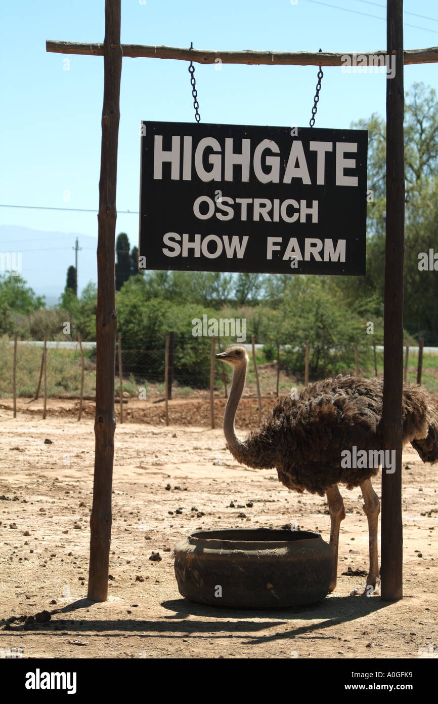 Ostrich feathers production hi-res stock photography and images - Alamy