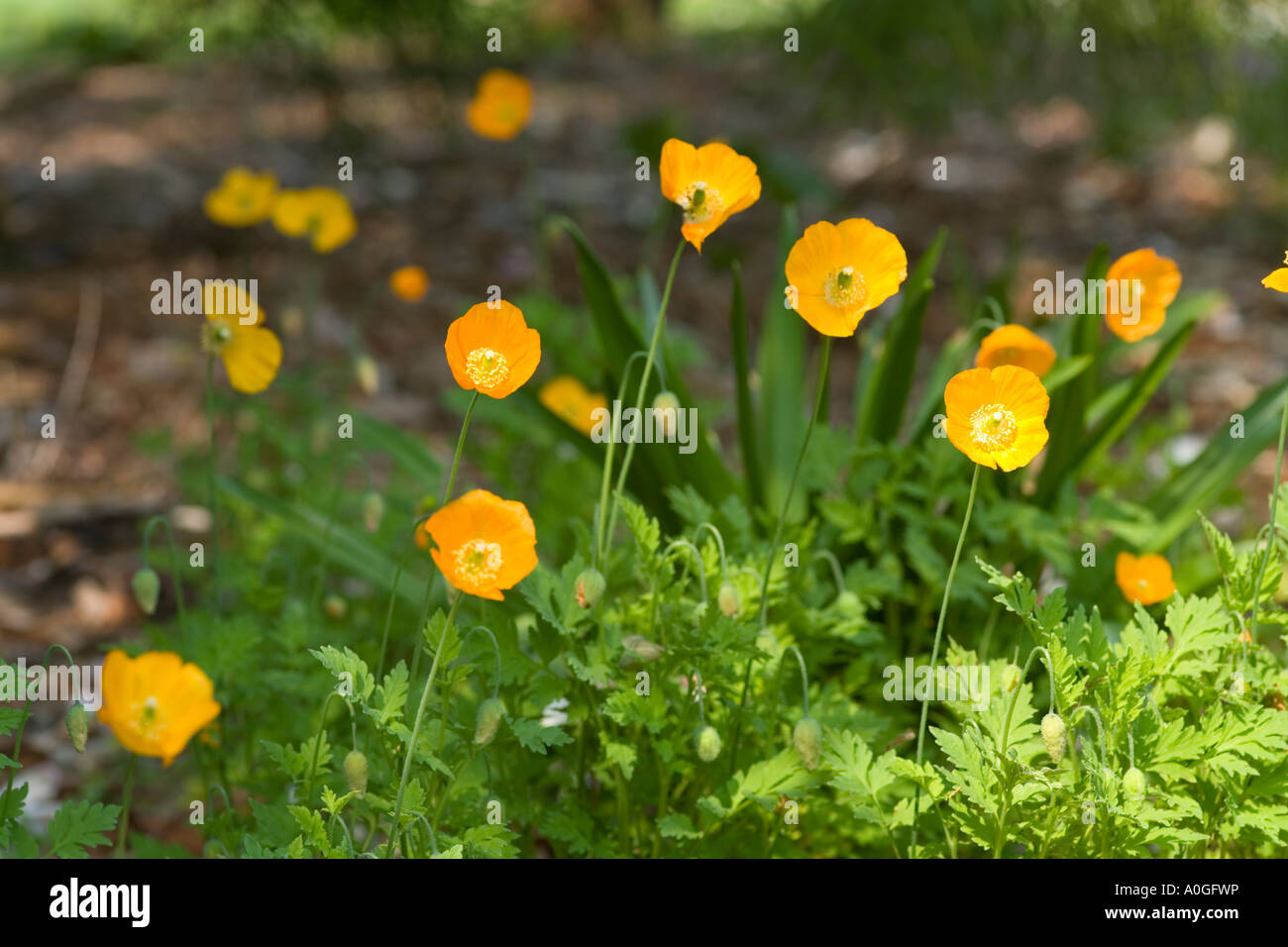 Meconopsis seeds hi-res stock photography and images - Alamy