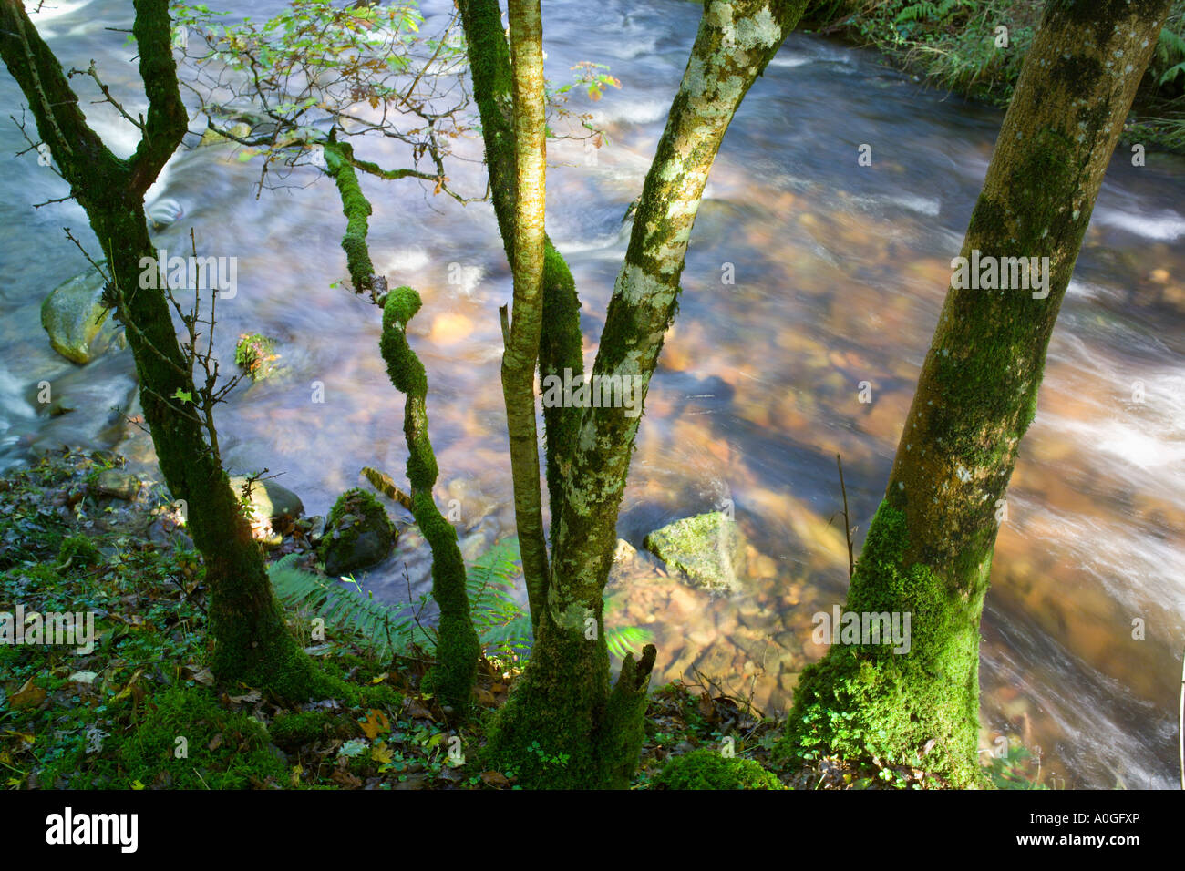Fast running woodland stream hi-res stock photography and images - Alamy