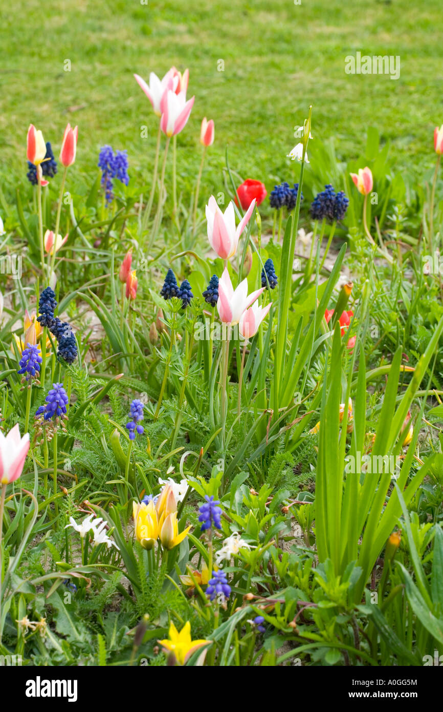 Muscari seeds hi-res stock photography and images - Alamy