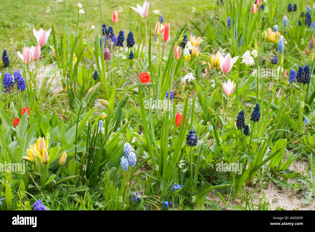 Muscari seeds hi-res stock photography and images - Alamy