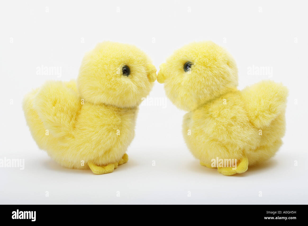 Two fluffy chicks Stock Photo - Alamy