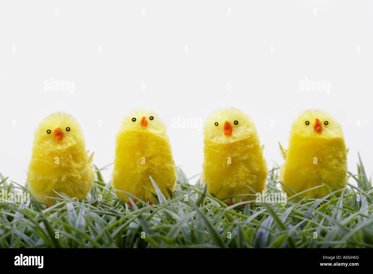 Four chicks in a row Stock Photo - Alamy