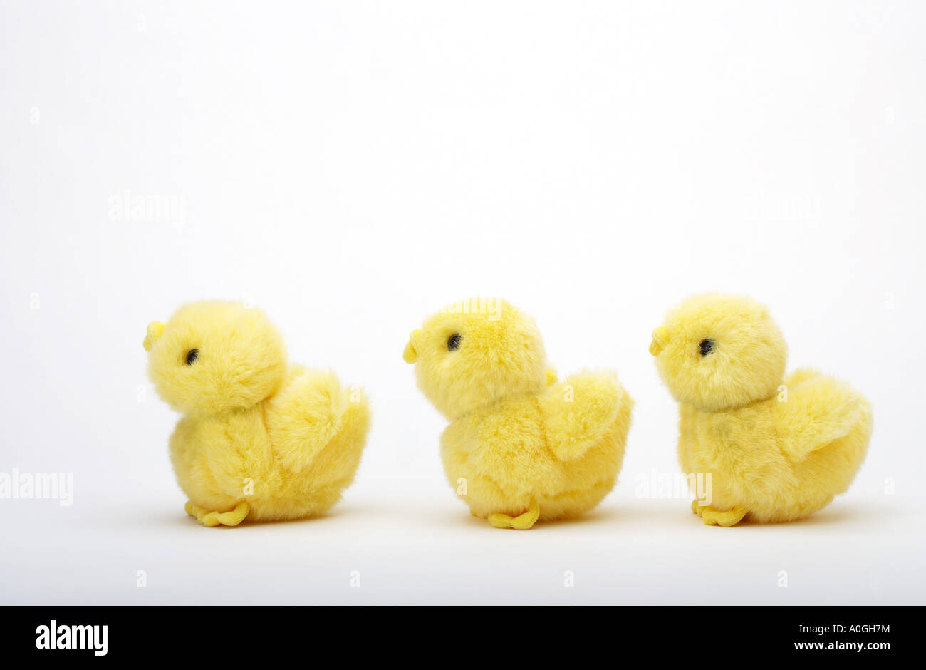 Three chicks in a row Stock Photo - Alamy
