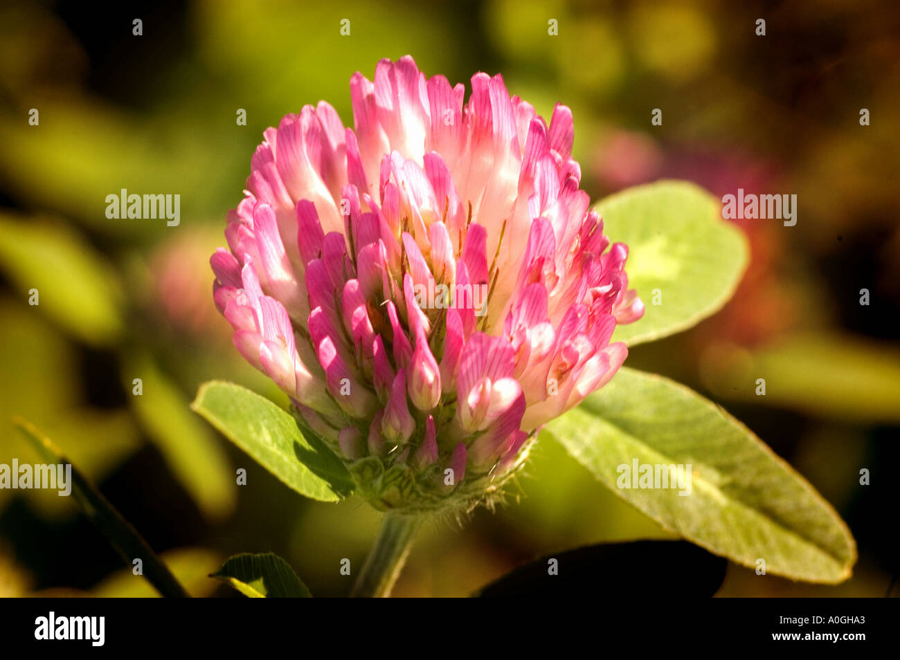 Clover head hi-res stock photography and images - Alamy