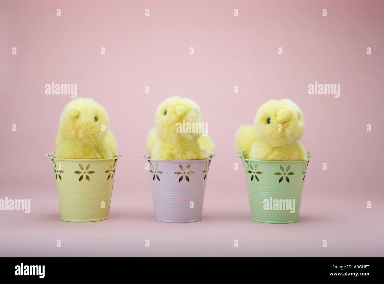 Three chicks hi-res stock photography and images - Alamy