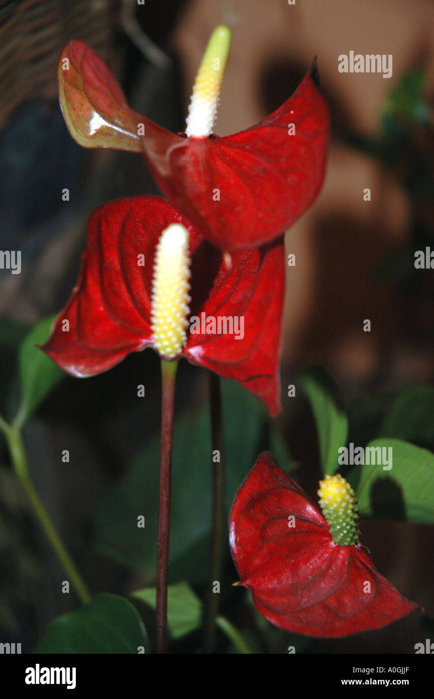 STILL LIFE, FLOWER,Greenery, Growth, Growing, Horizontal, Imposing ...