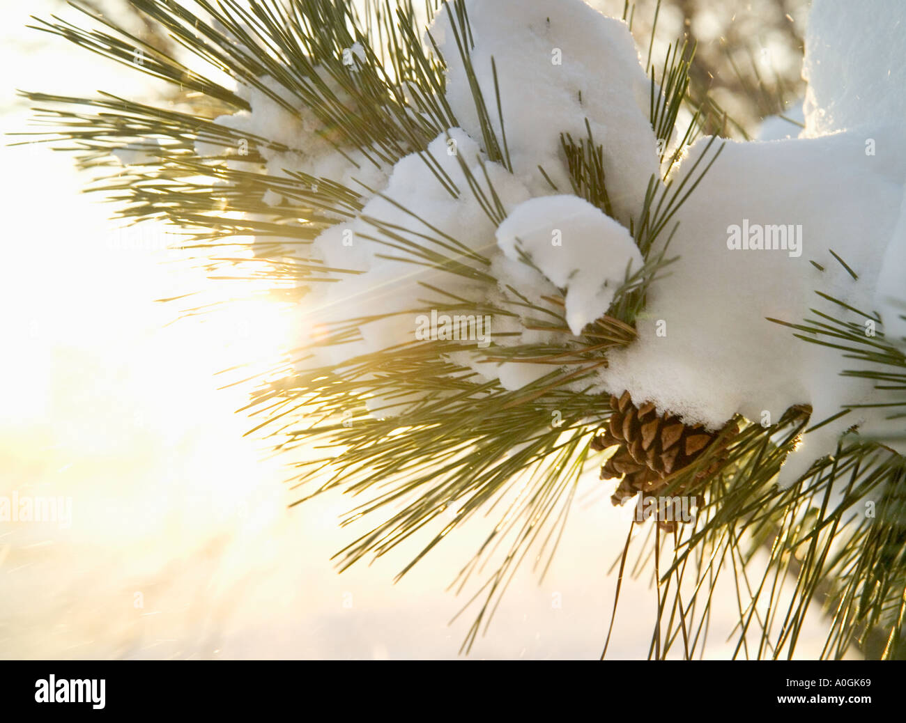 Snowy pine boughs hi-res stock photography and images - Alamy