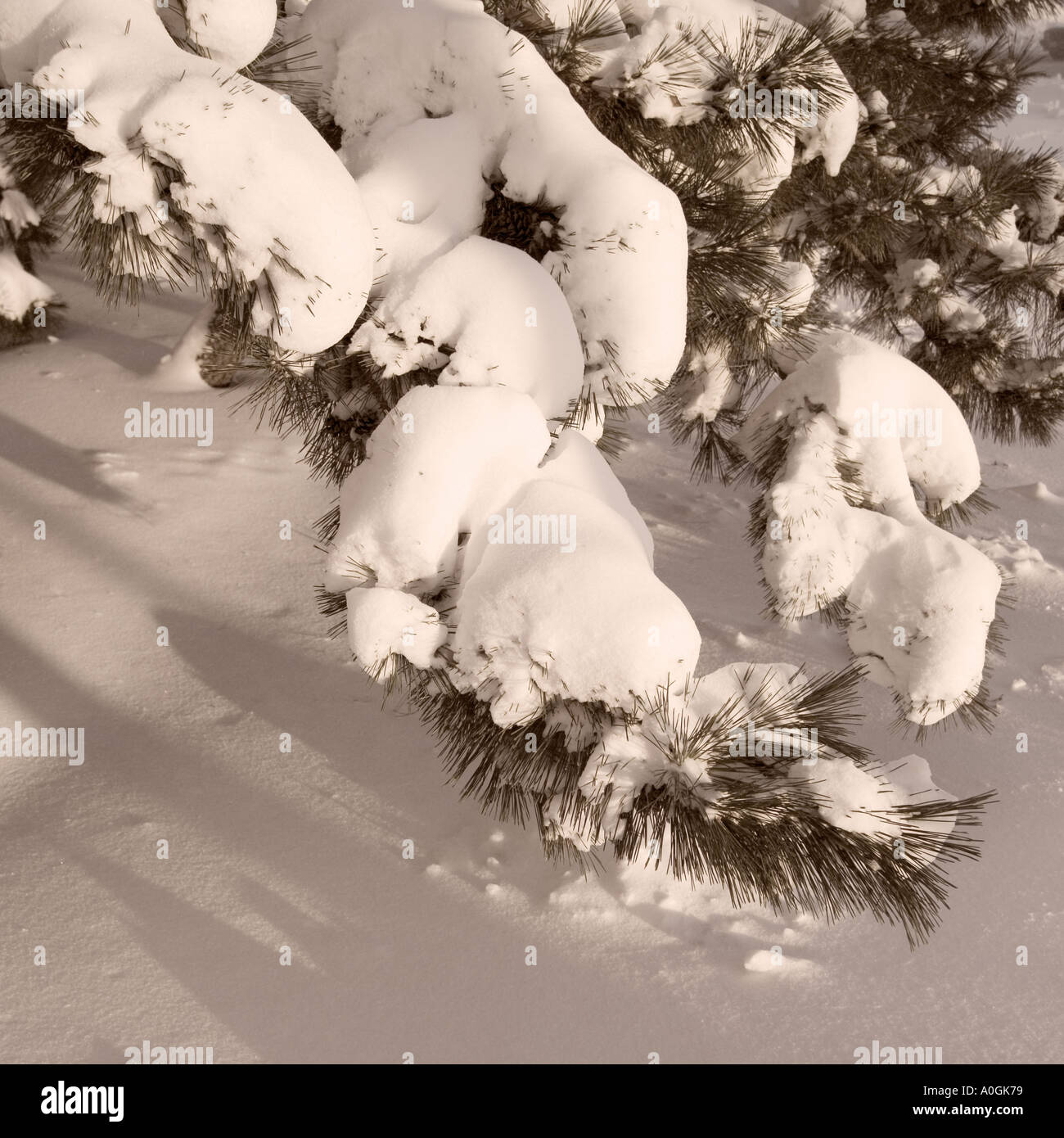 Heavy boughs hi-res stock photography and images - Alamy