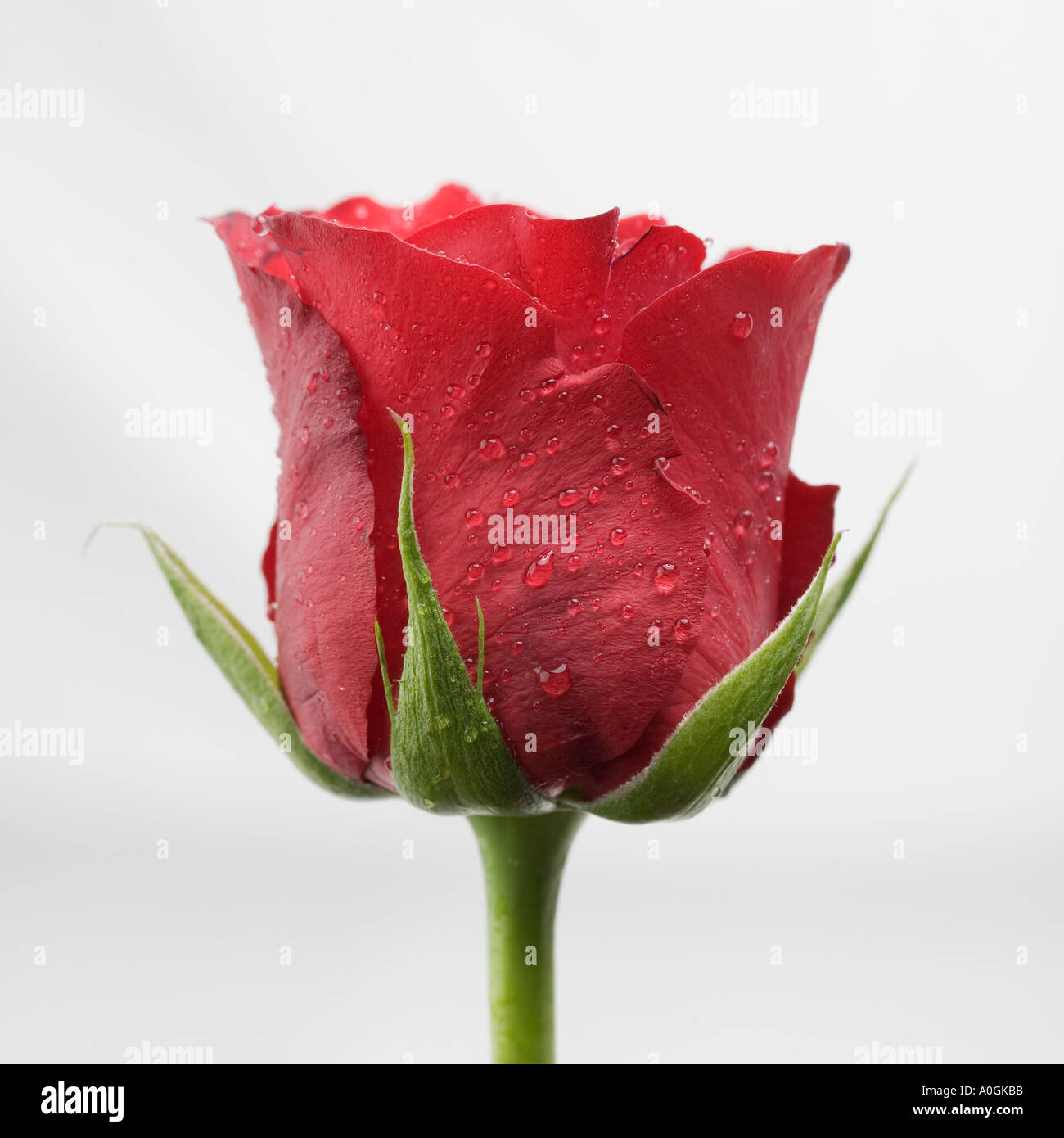 One red rose water splash hi-res stock photography and images - Alamy