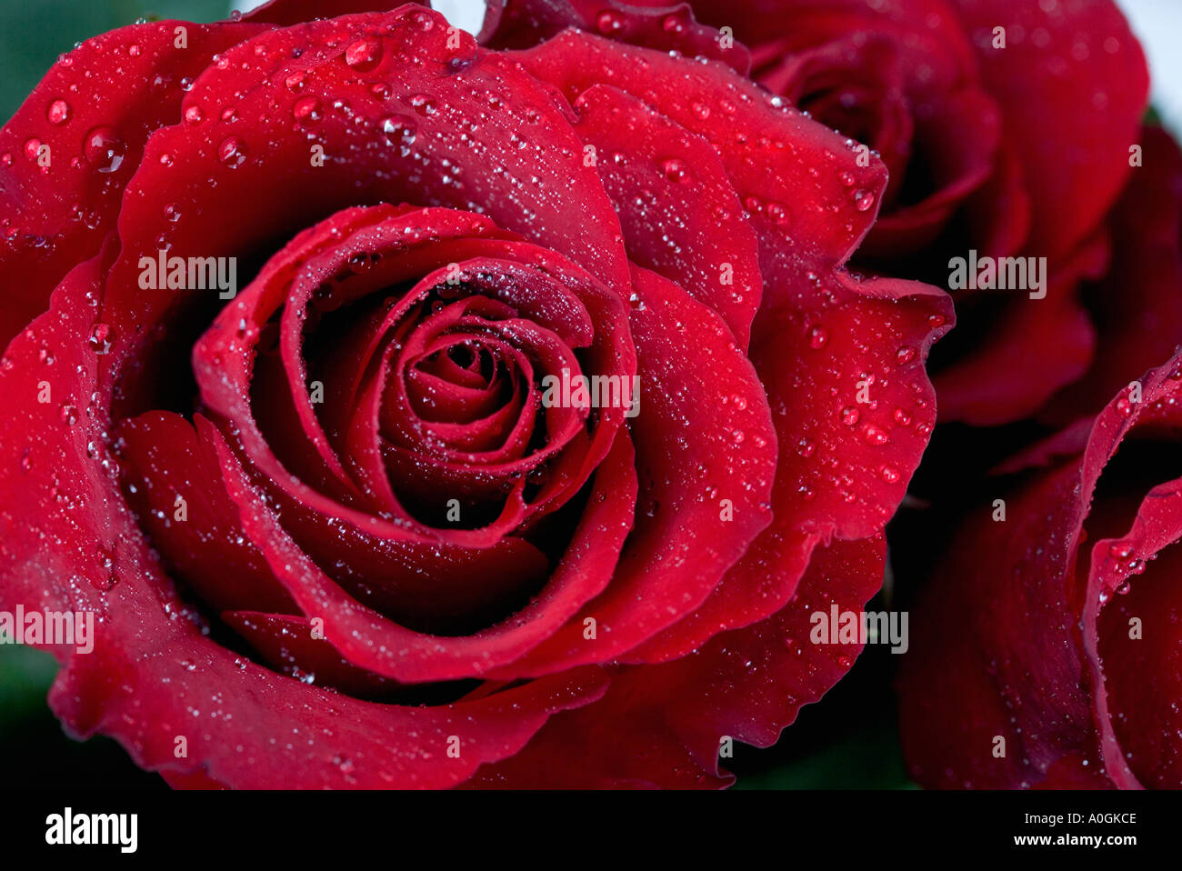 Close up red roses sprinkled water hi-res stock photography and images ...