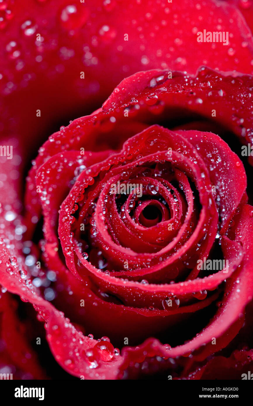 Close up red roses sprinkled water hi-res stock photography and images ...