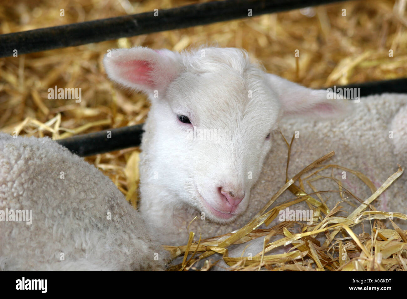 Baby easter lamb hi-res stock photography and images - Alamy