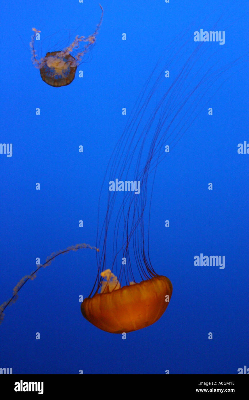 Big red jellyfish hi-res stock photography and images - Alamy