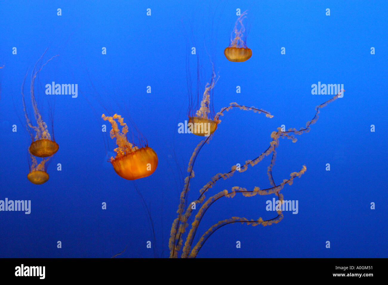 Big red jellyfish hi-res stock photography and images - Alamy