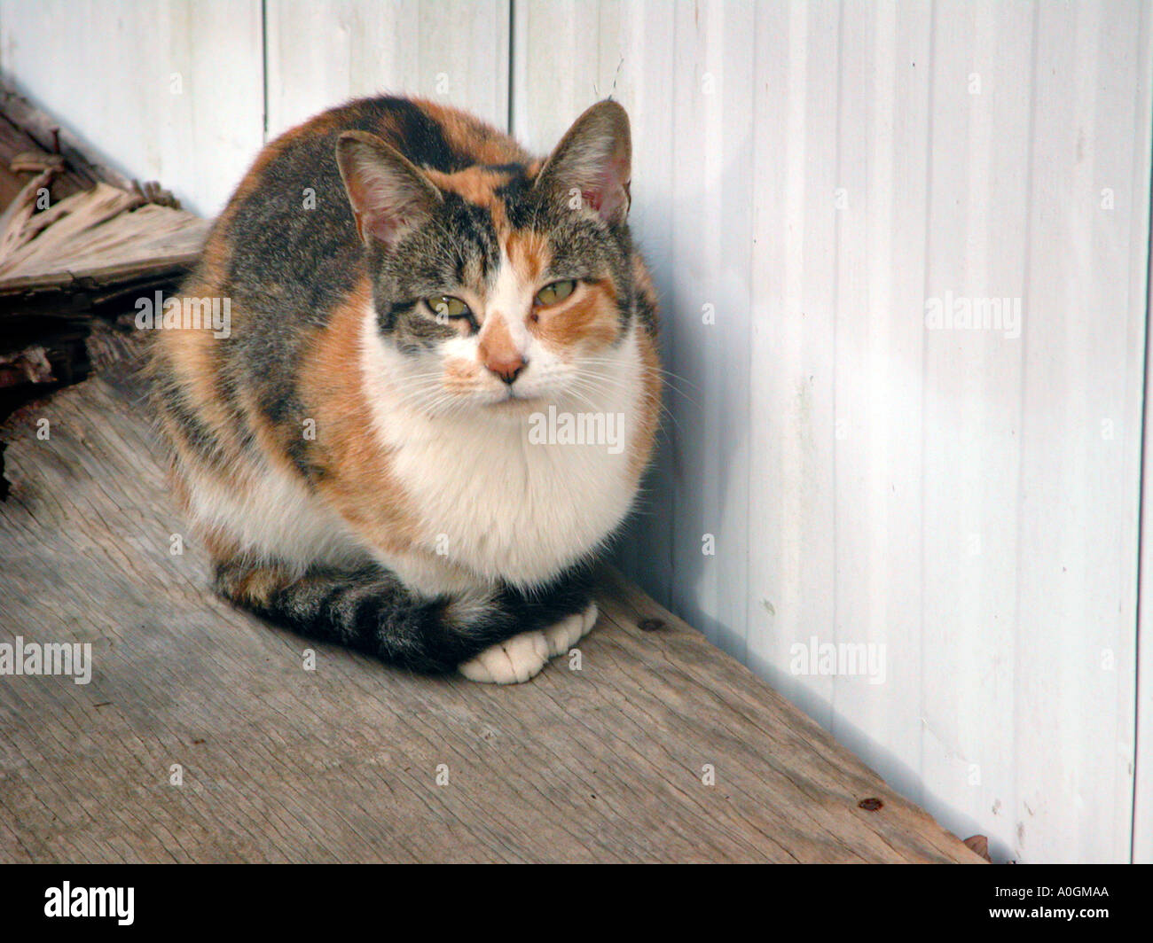 Stray Calico cat living at a Gas Station on the Highway Stock Photo - Alamy