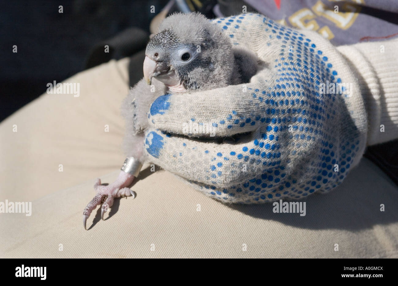 Stick tight flea hi-res stock photography and images - Alamy