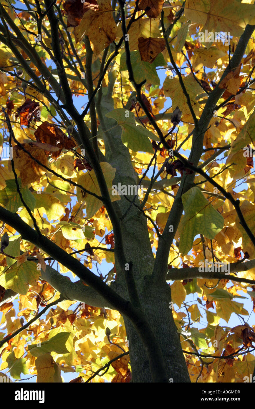 Tulip Tree in autumn colour Stock Photo - Alamy