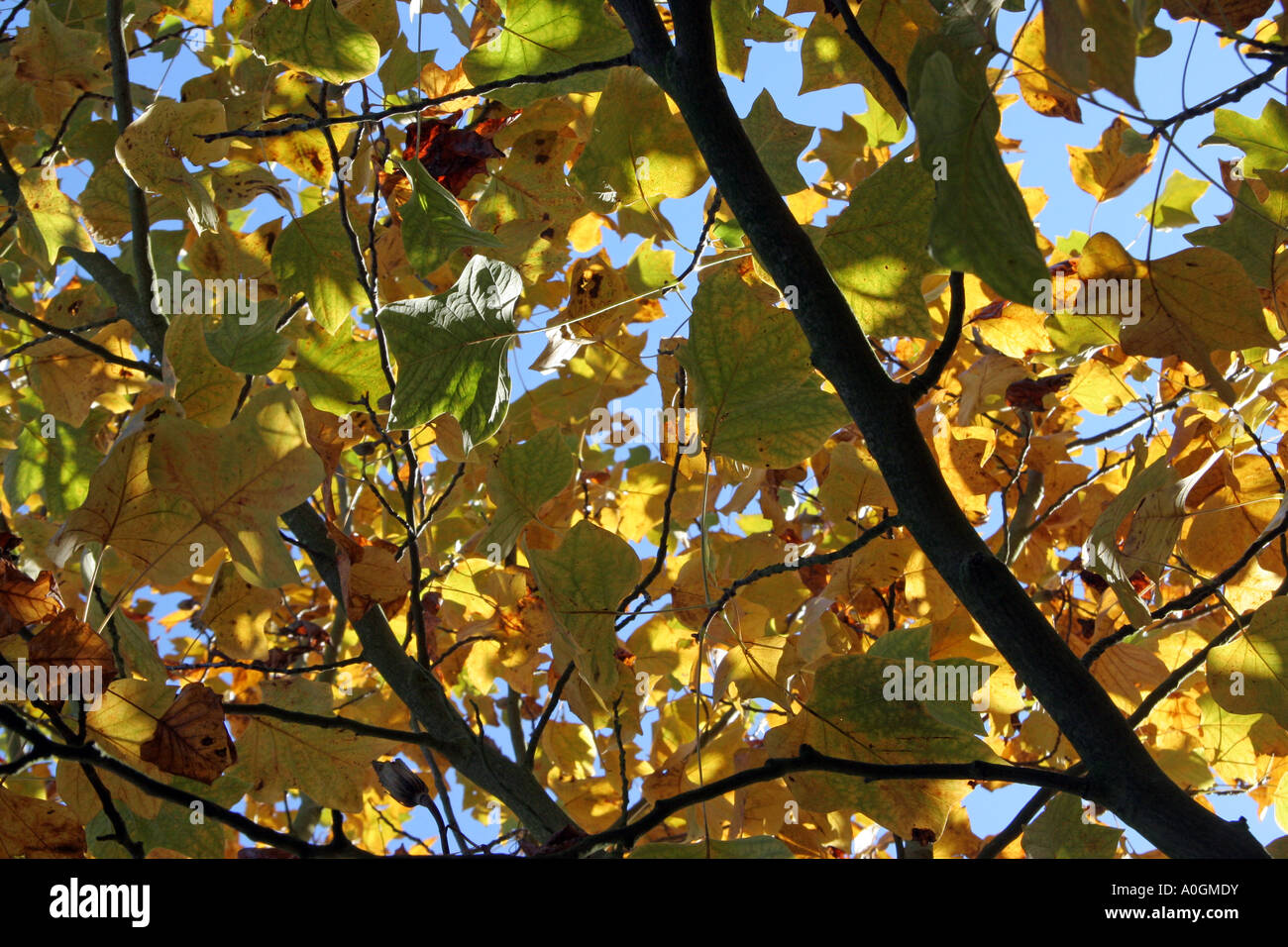 Tulip trees branches autumn leaves hi-res stock photography and images ...