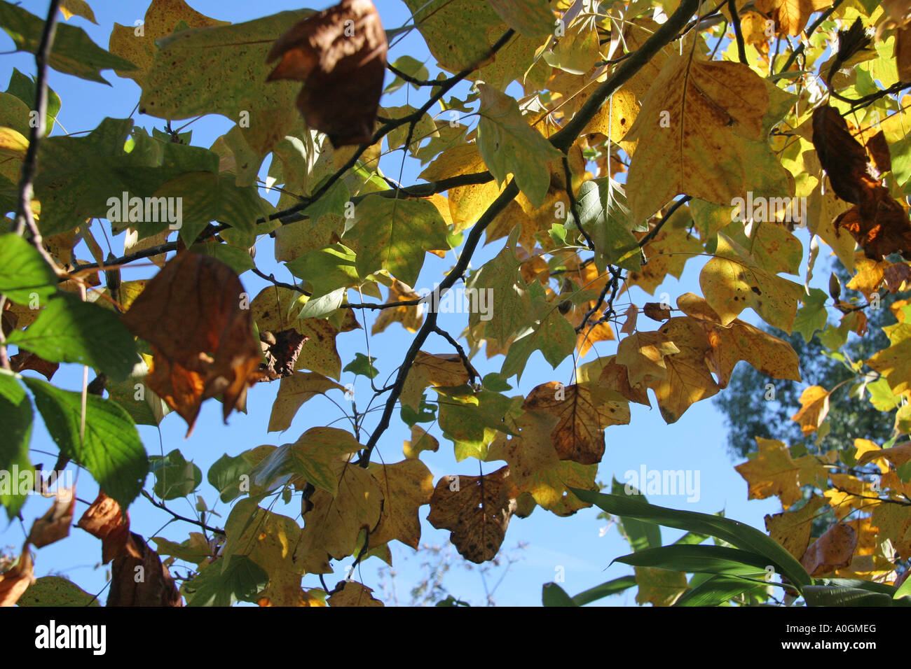 The Tulip Tree Liriodendron tulipifera Stock Photo - Alamy