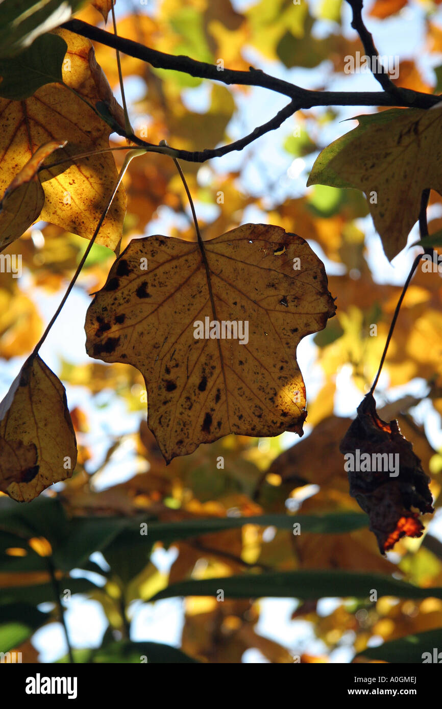 Single low tulip hi-res stock photography and images - Alamy