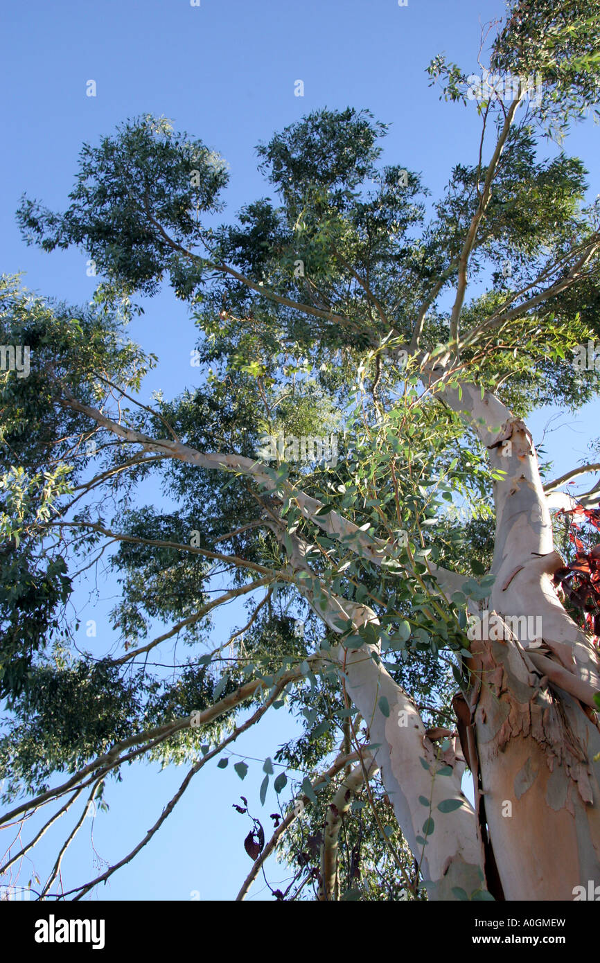 Eucalyptus Gum tree Stock Photo - Alamy