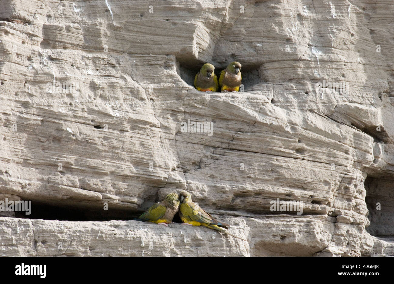 Burrowing Parrots (Cyanoliseus p. patagonus) pairs perched on cliff ...
