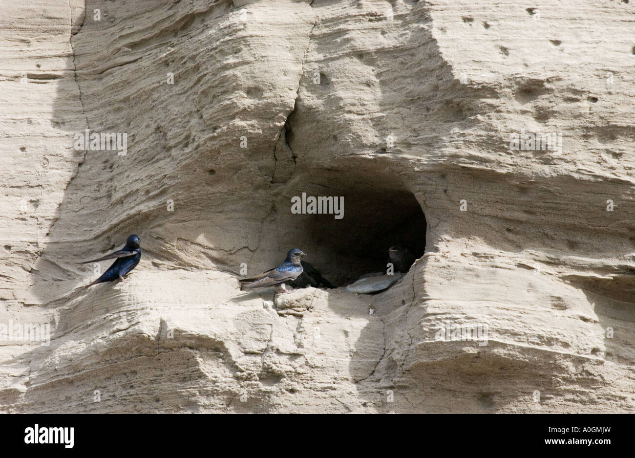 Southern martin (Progne elegans) with young at the burrow entrance ...