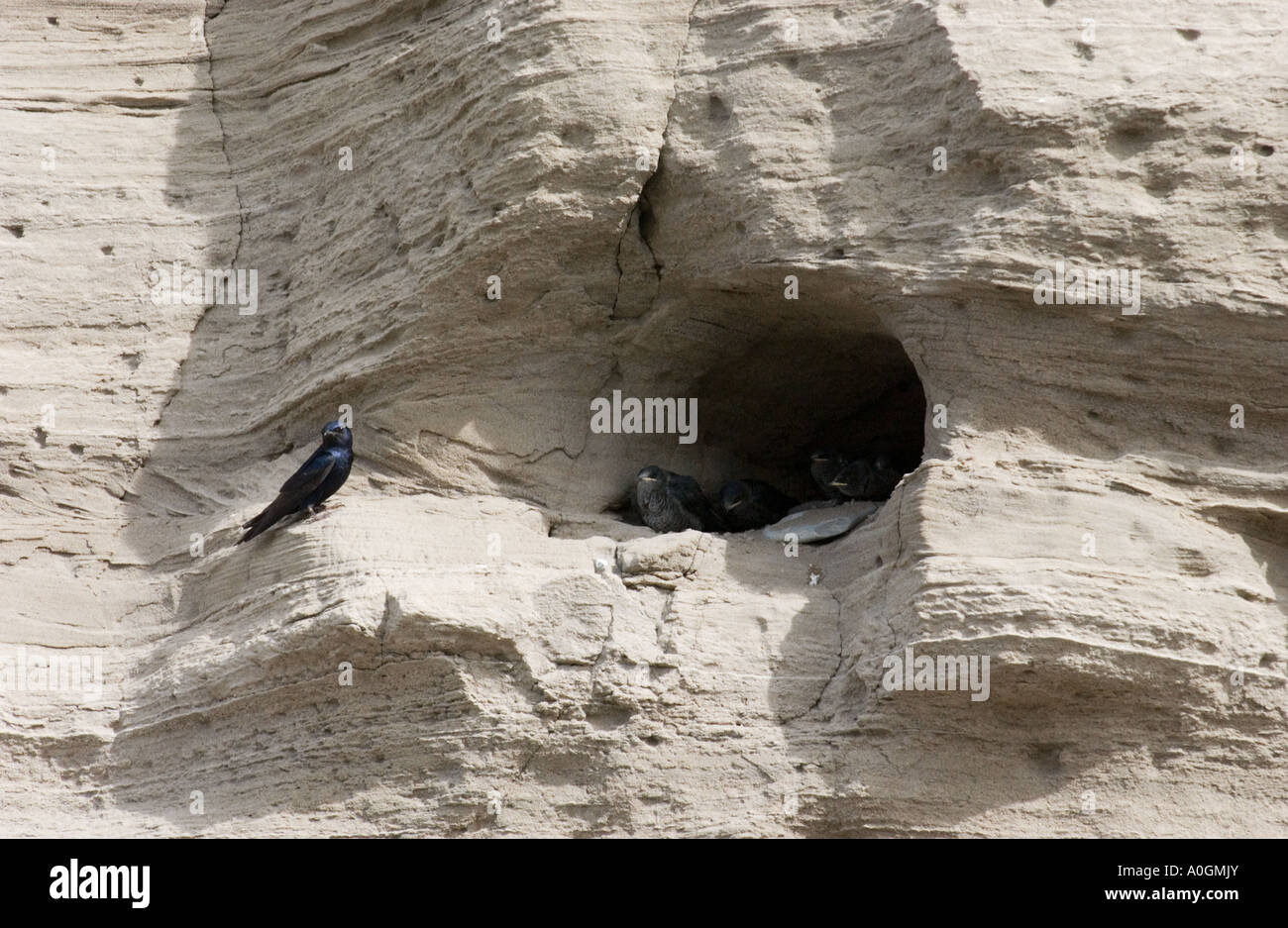 Southern martin (Progne elegans) with young at the burrow entrance ...