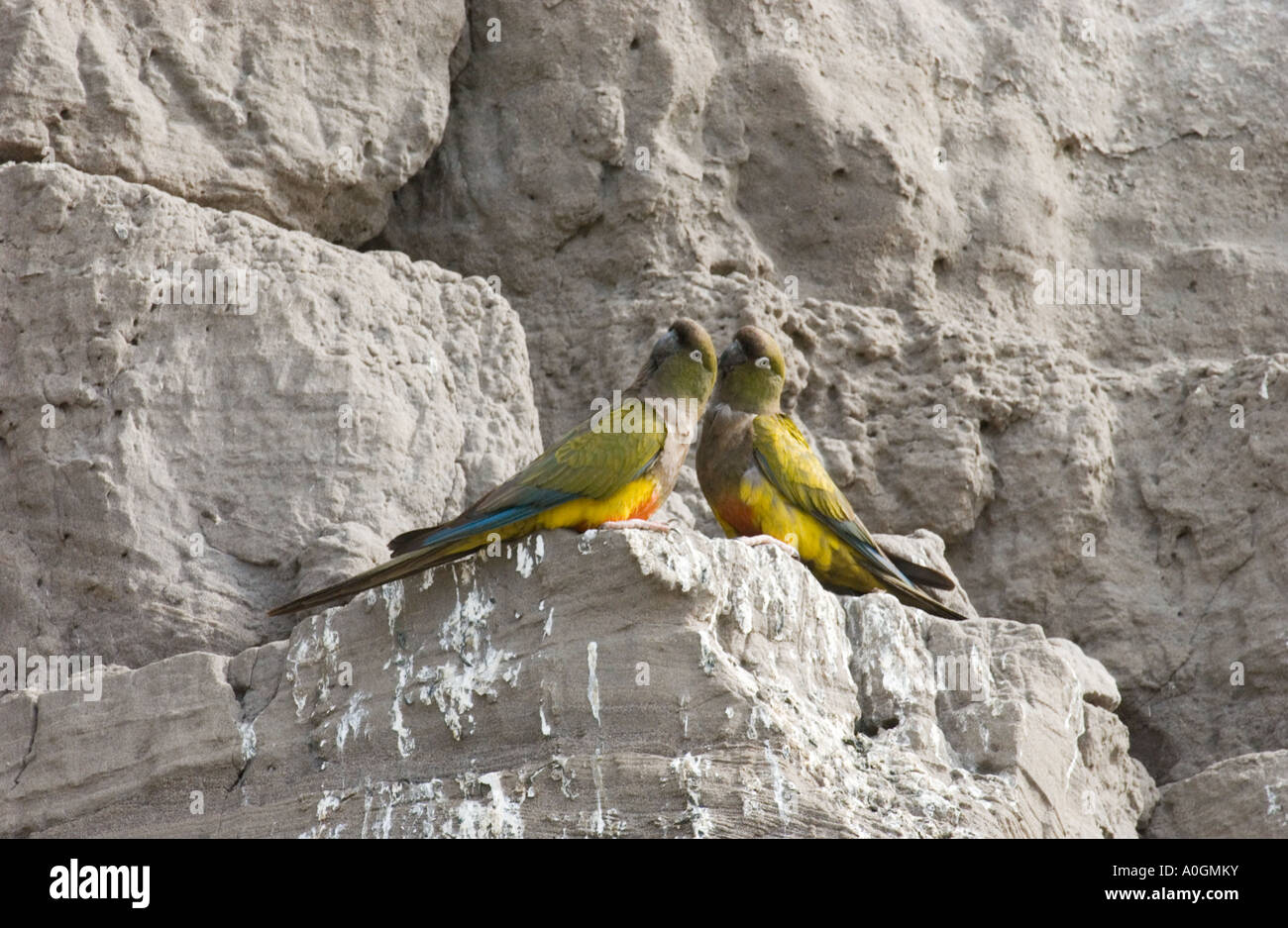 Burrowing Parrot, Cyanoliseus patagonus patagonus, courting, Balneario ...
