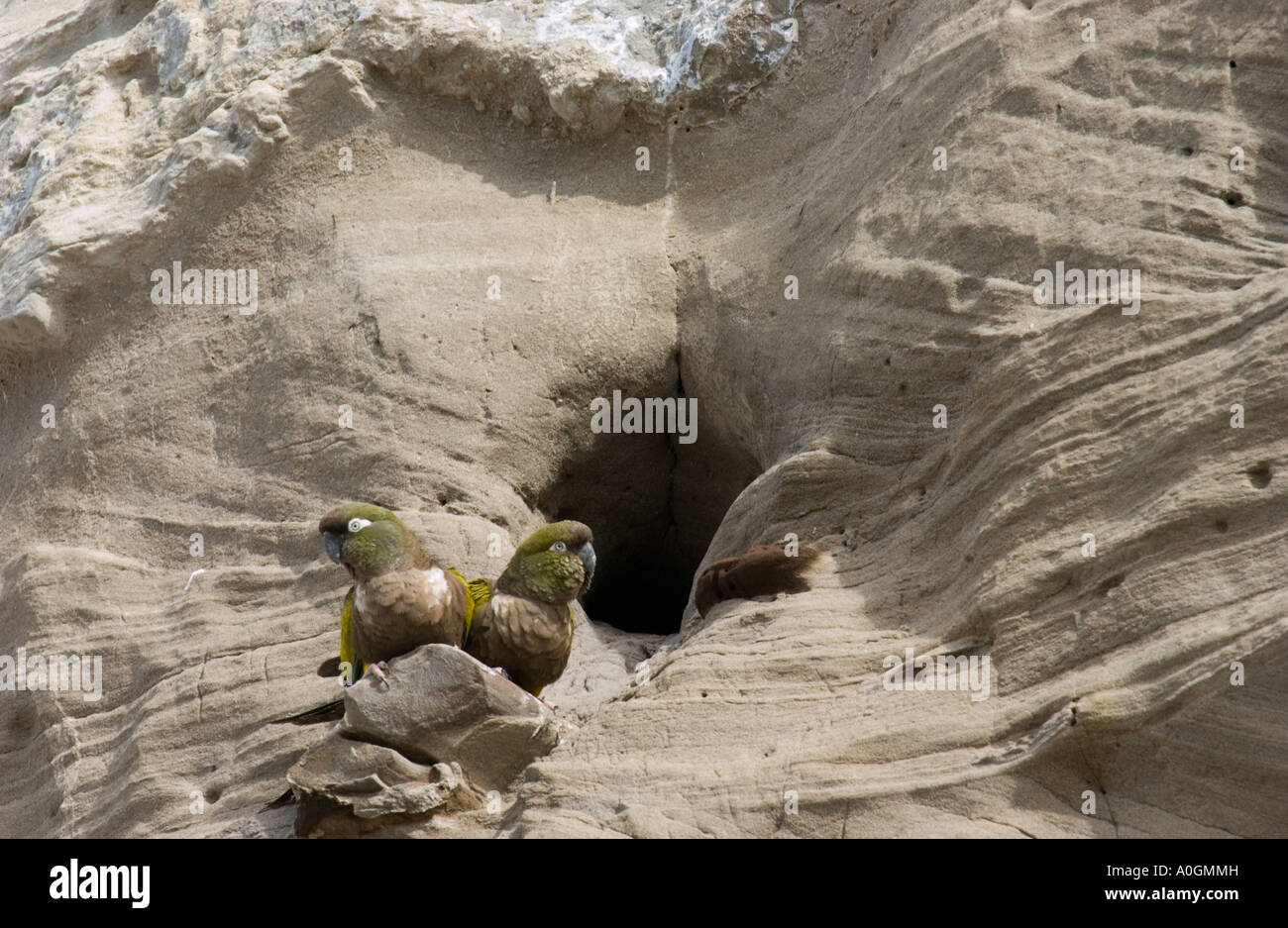Burrowing Parrot, Cyanoliseus patagonus patagonus, courting, Balneario ...