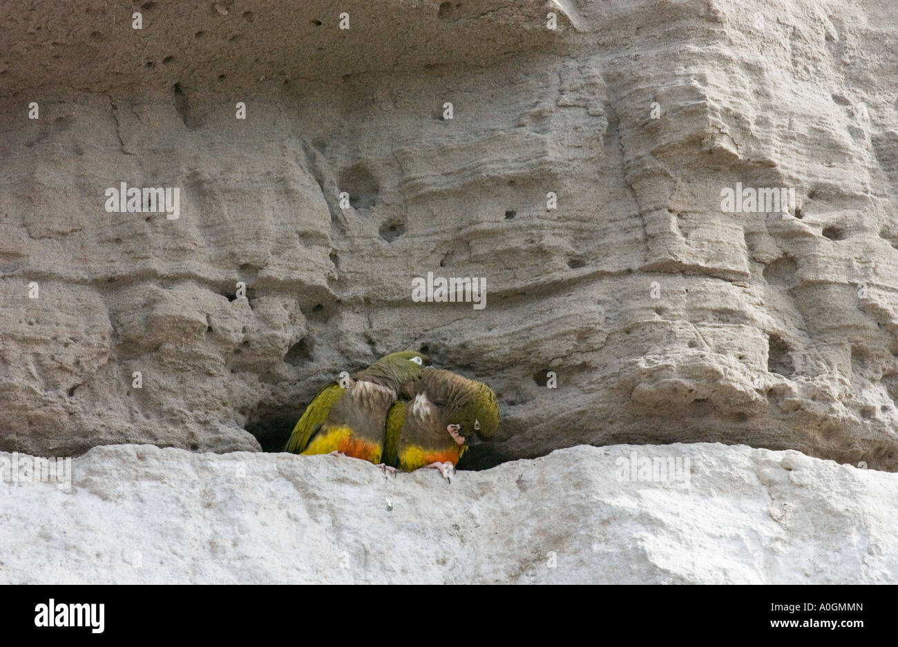 Burrowing Parrot, Cyanoliseus patagonus patagonus, preening, Balneario ...