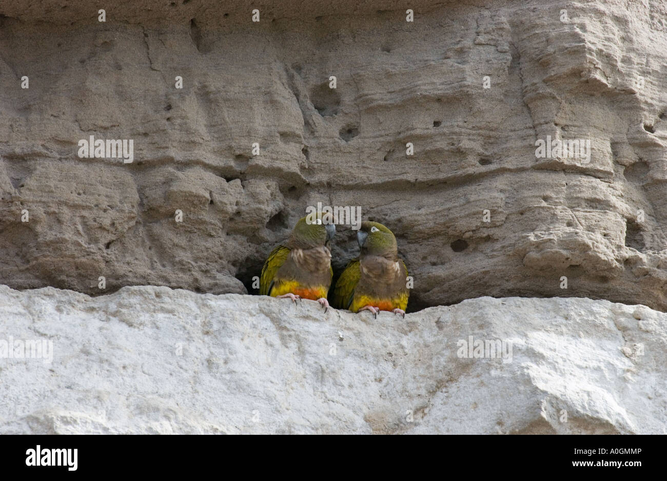 Burrowing Parrot (Cyanoliseus patagonus patagonus) courting pair ...