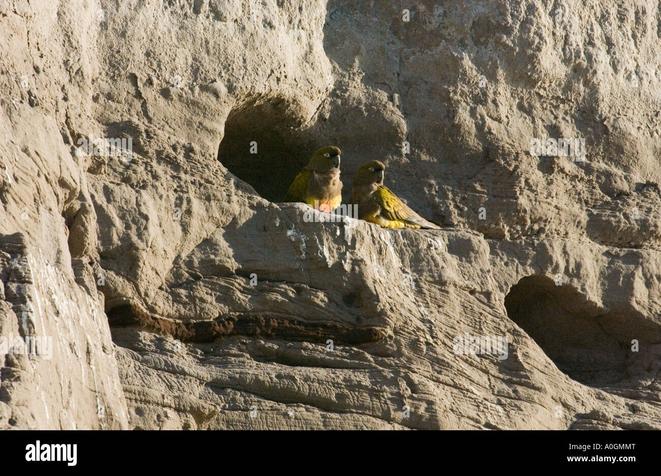 Burrowing Parrot, Cyanoliseus patagonus patagonus, courting, Balneario ...