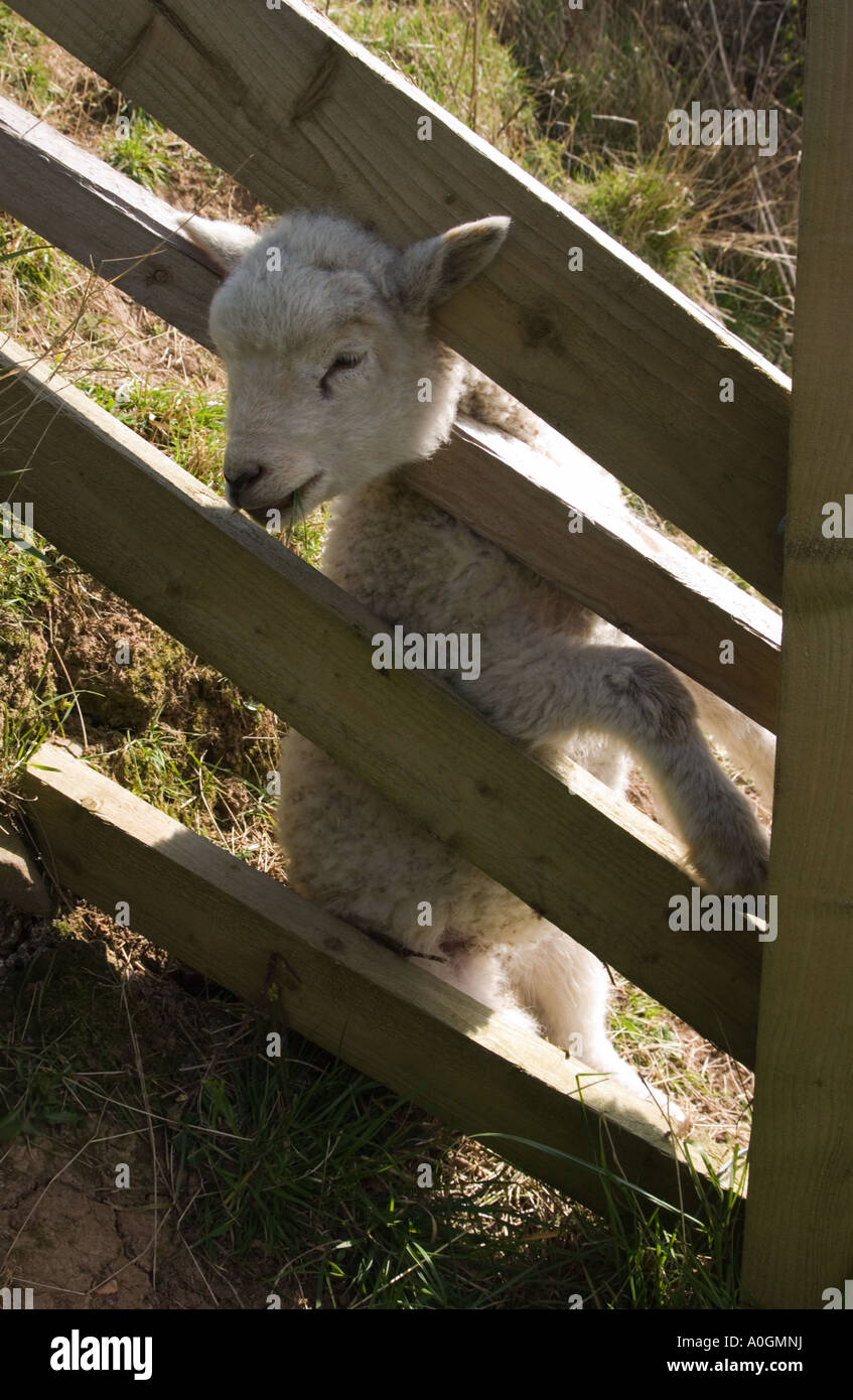 Sheep farming, dead lamb, strangled itself between planks of wooden ...