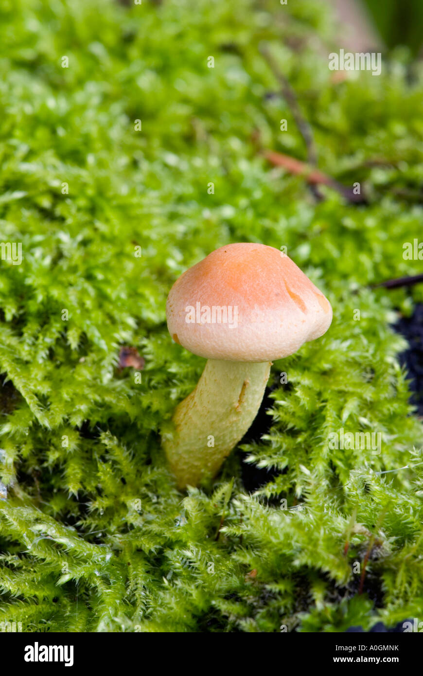 Sulphur Tuft (Hypholoma fasciculare Stock Photo - Alamy