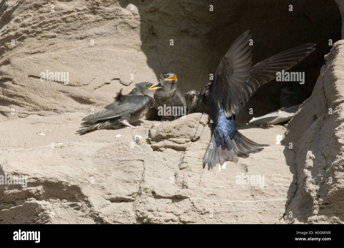 Balneario el condor hi-res stock photography and images - Alamy