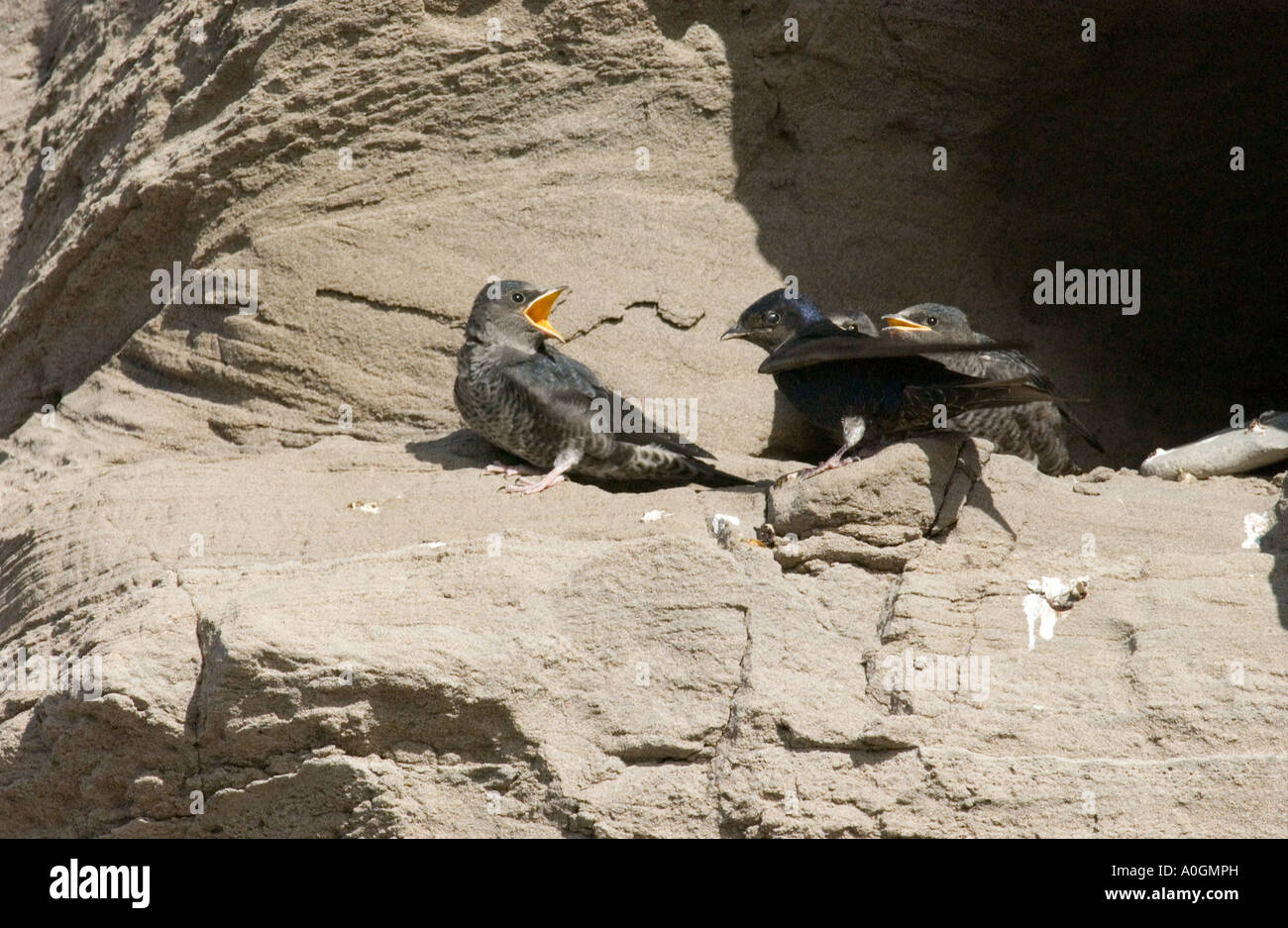 Southern martin, Progne elegans, with young at the burrow entrance ...