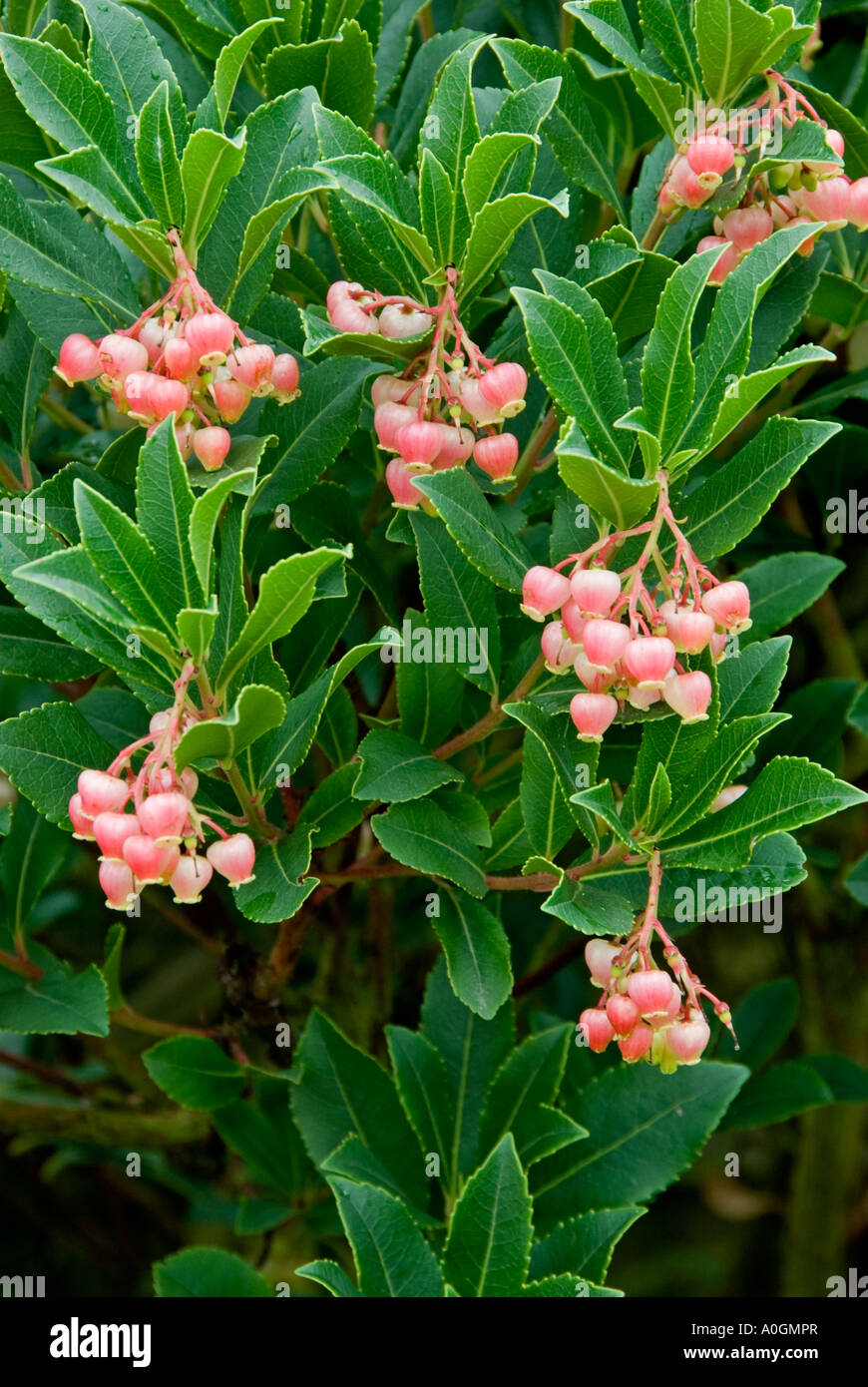 Strawberry Tree (Arbutus unedo Stock Photo - Alamy