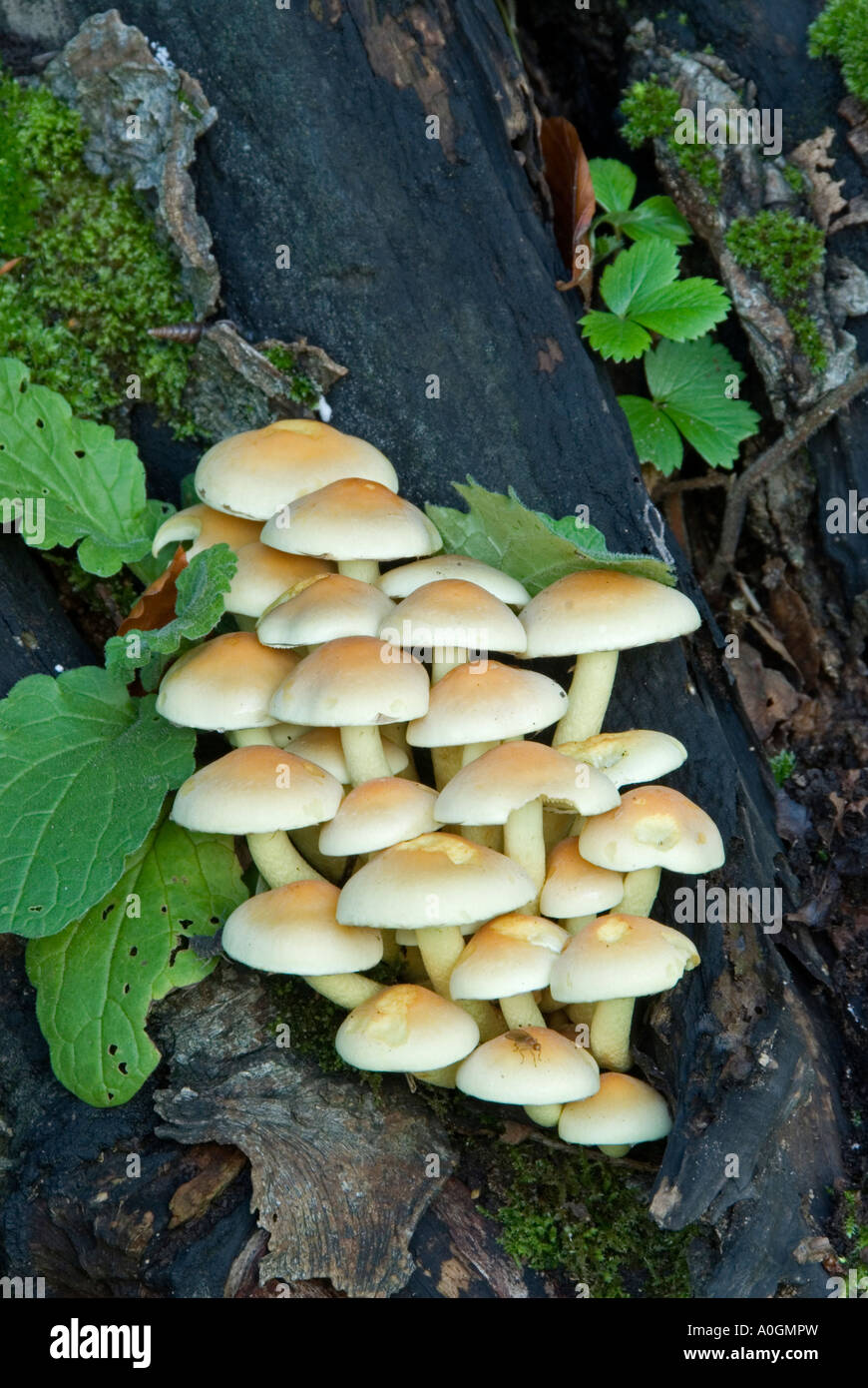 Sulphur Tuft Fungus (Hypholoma fasciculare Stock Photo - Alamy