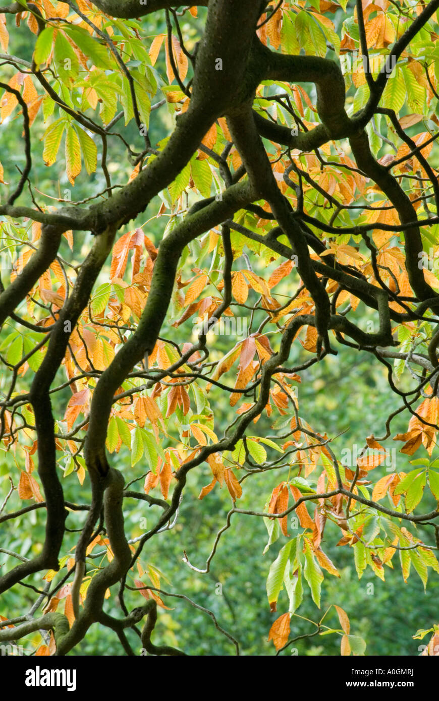 Walnut Tree (Juglans regia) in autumn Stock Photo - Alamy