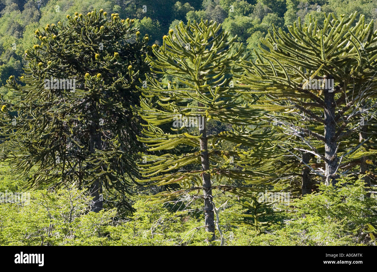 Monkey Puzzle trees (Araucaria araucana) cones trunk and branches ...