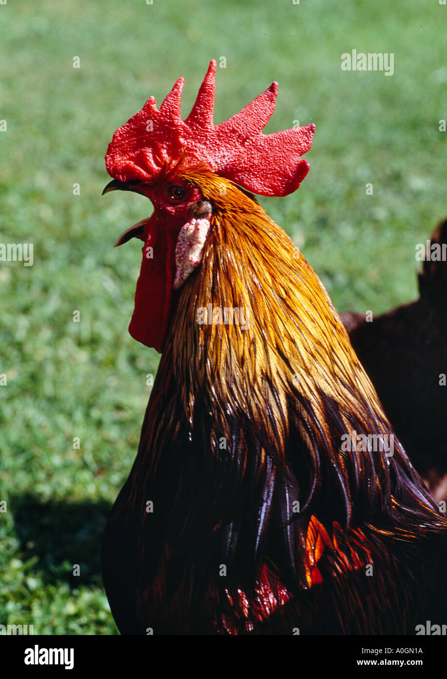 COCKEREL OLD ENGLISH GAME FOWL CROWING Stock Photo - Alamy