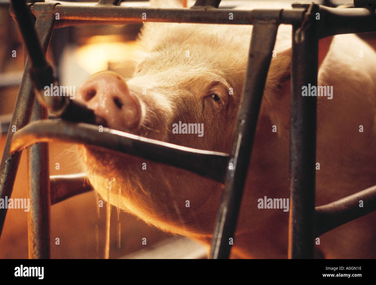 Pig drinking water hi-res stock photography and images - Alamy