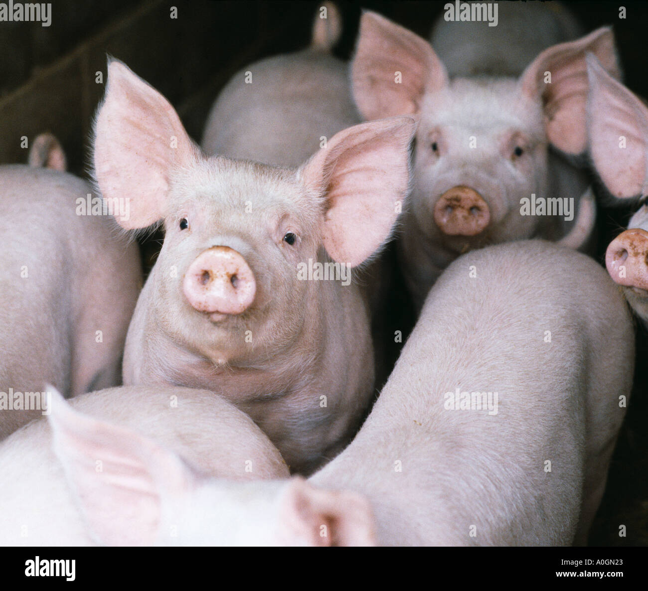 Piglets in pen hi-res stock photography and images - Alamy